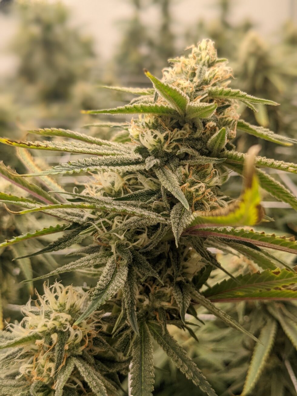 Grape Ape | Lakewood Cannabis